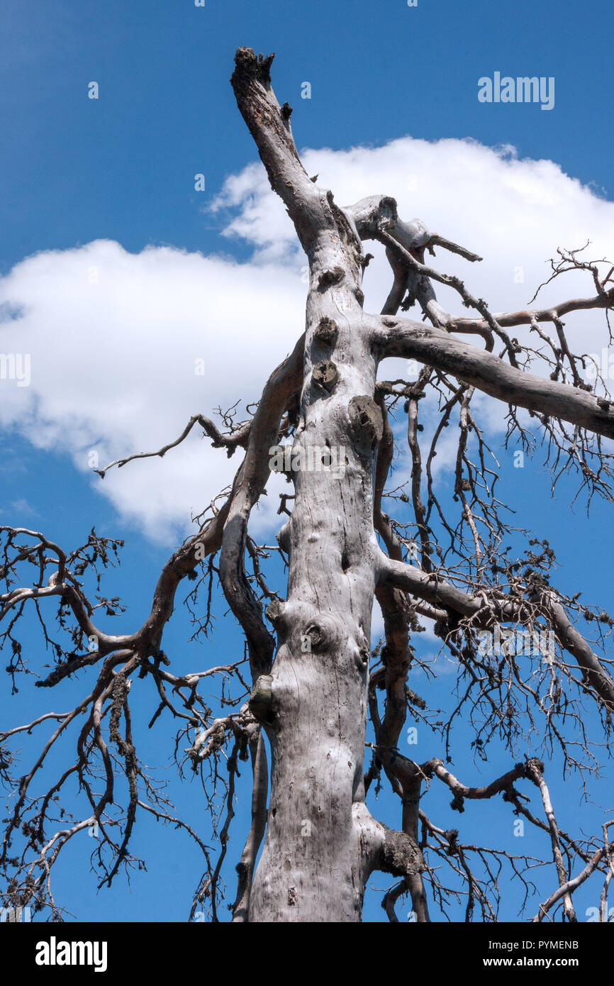 Dried out tree trunk hi-res stock photography and images - Alamy