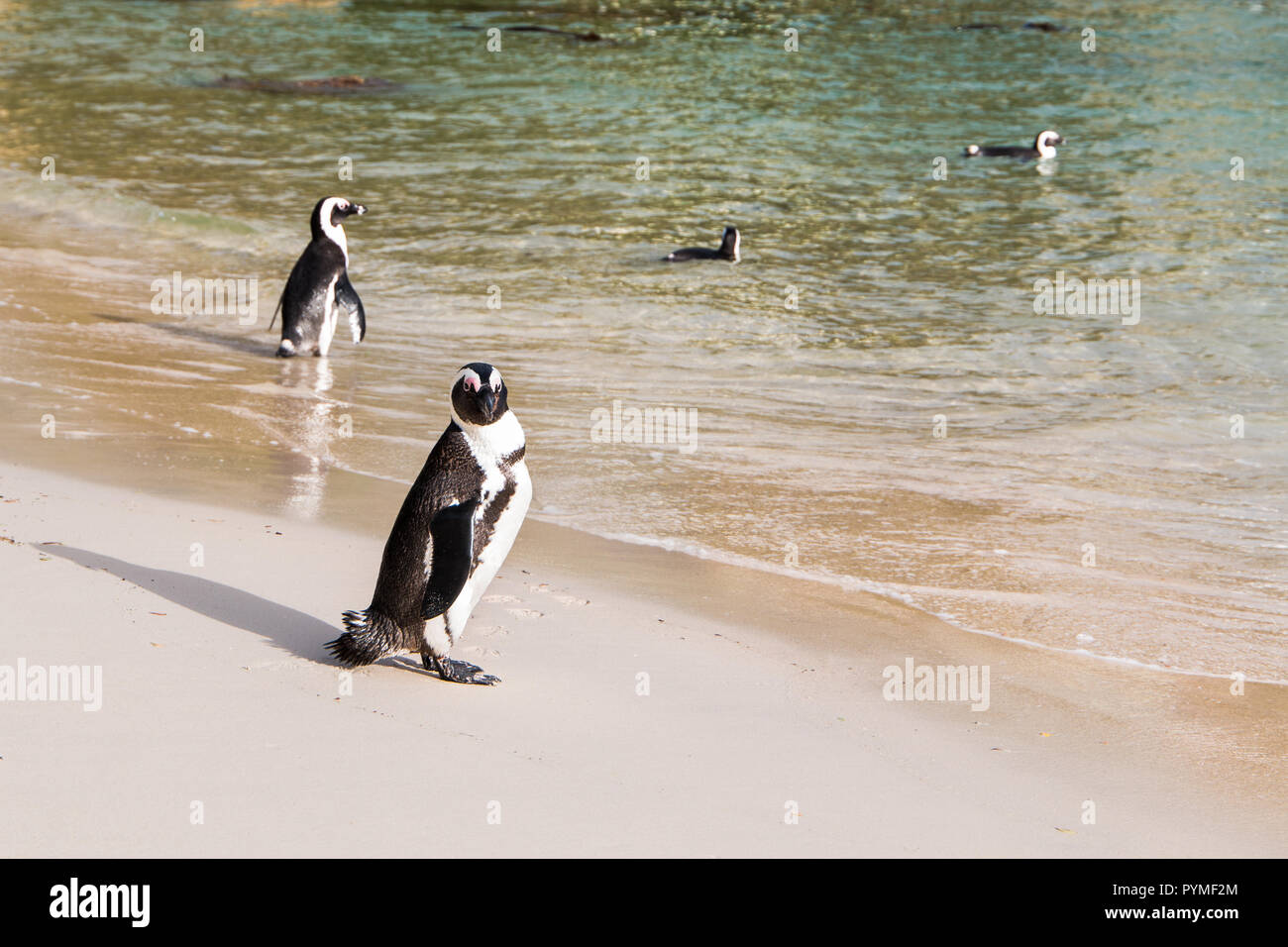 A Jackass penguin standing on the beach with other birds in the water ...