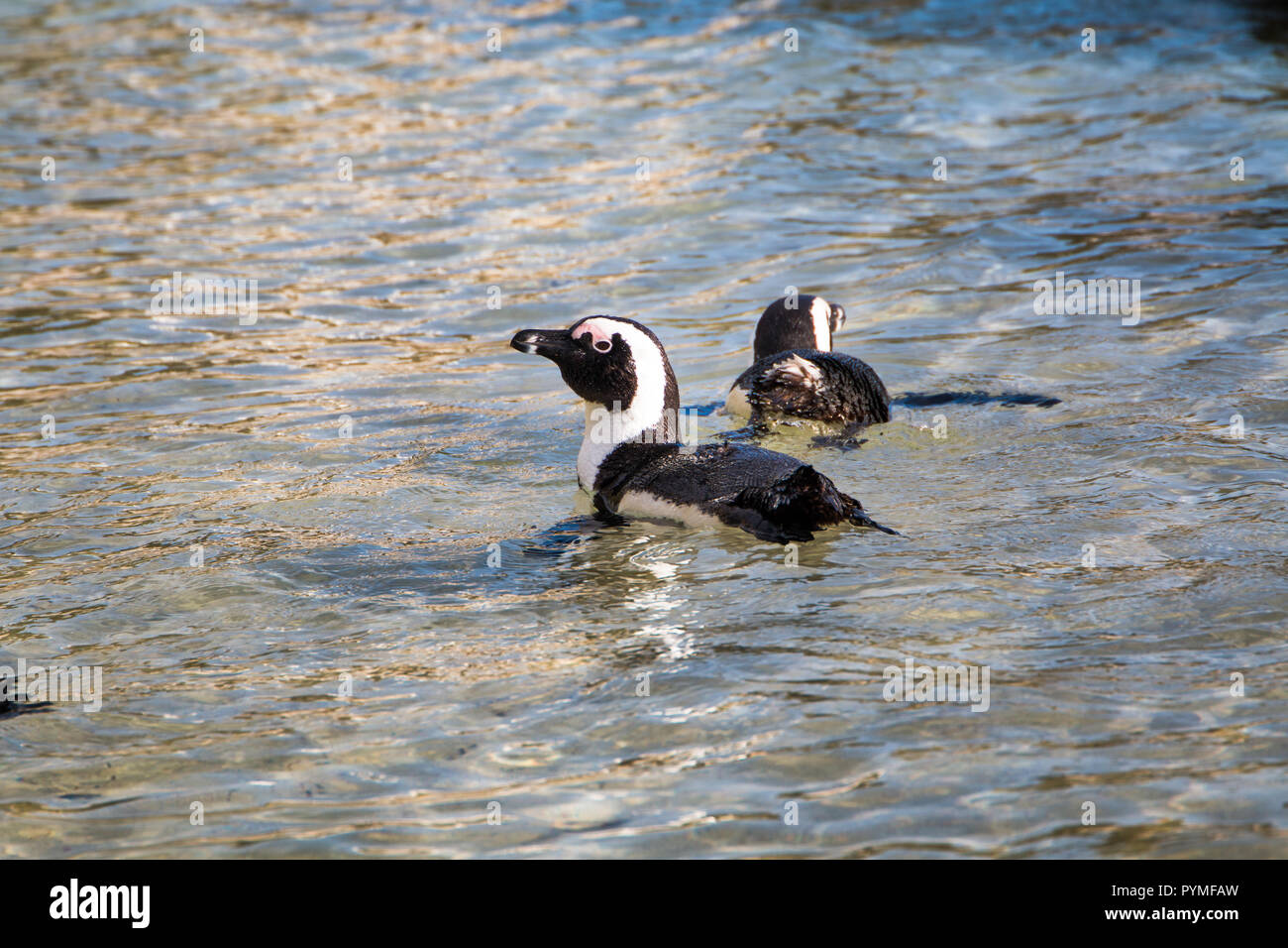 Jackass penguins swimming in shallow clear water one looking at the ...