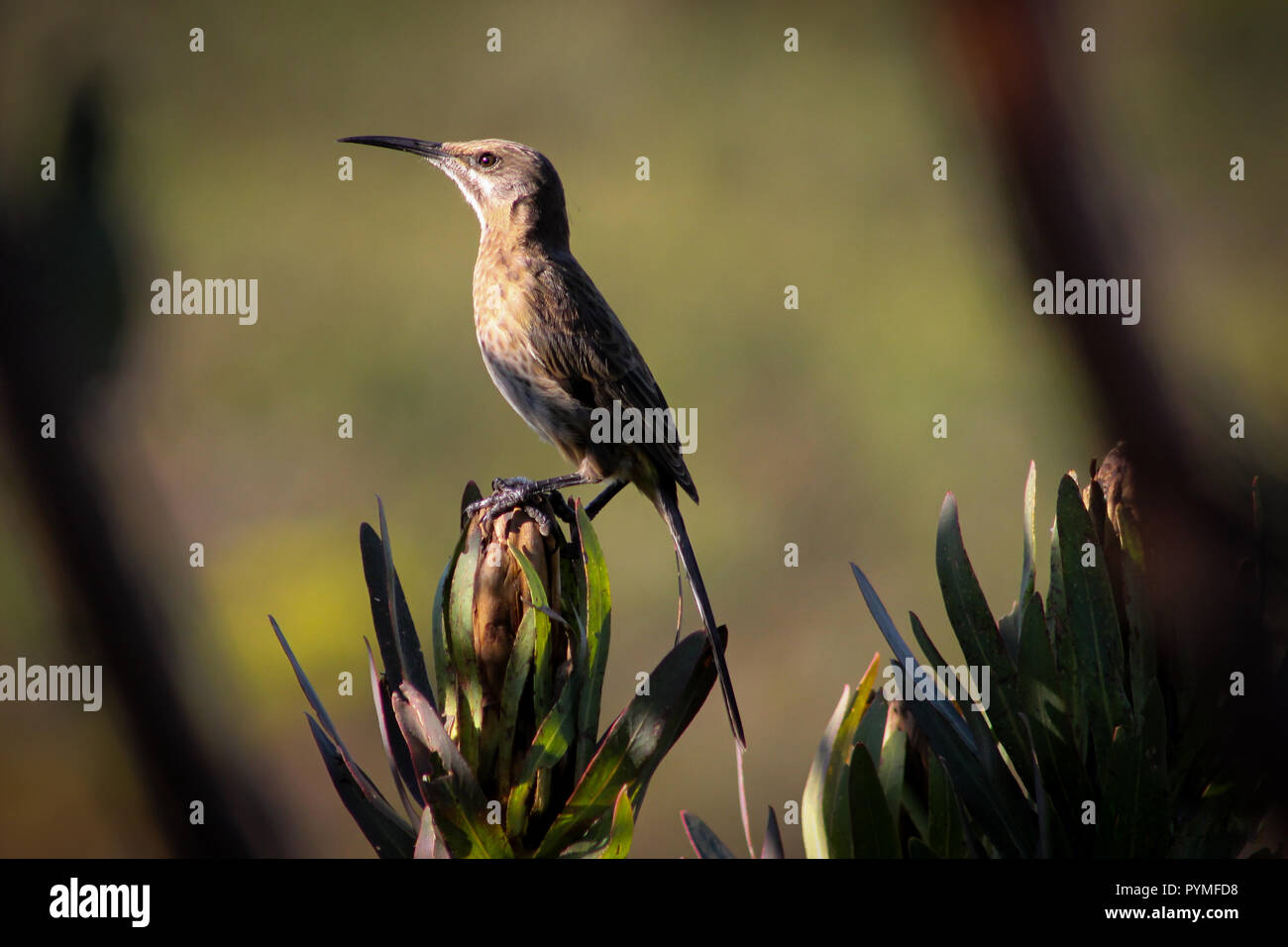 Juvenile Cape Sugar bird perched on a Protea flower, a side profile of ...