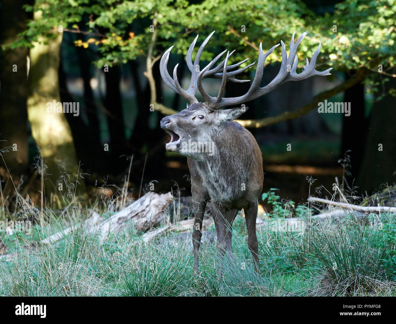 Red deer in its natural habitat in Denmark Stock Photo - Alamy