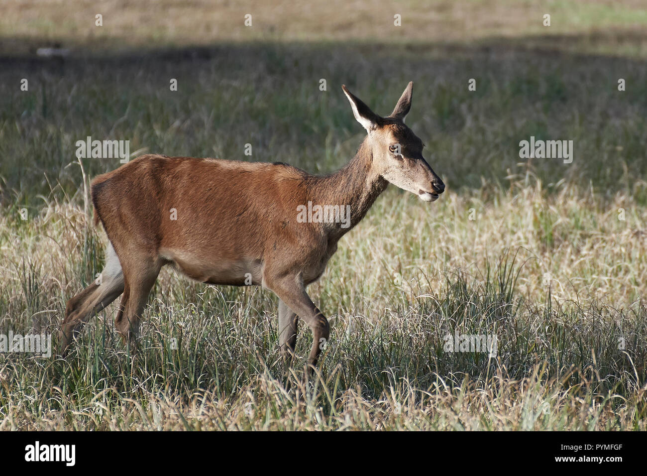 Red deer in its natural habitat in Denmark Stock Photo - Alamy