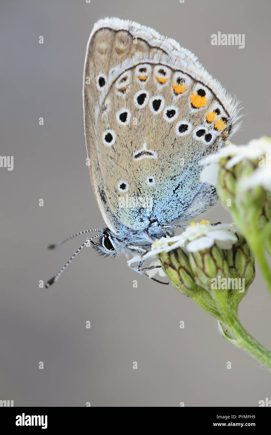 Amanda's blue butterfly, Polyommatus or Plebeius amandus Stock Photo ...