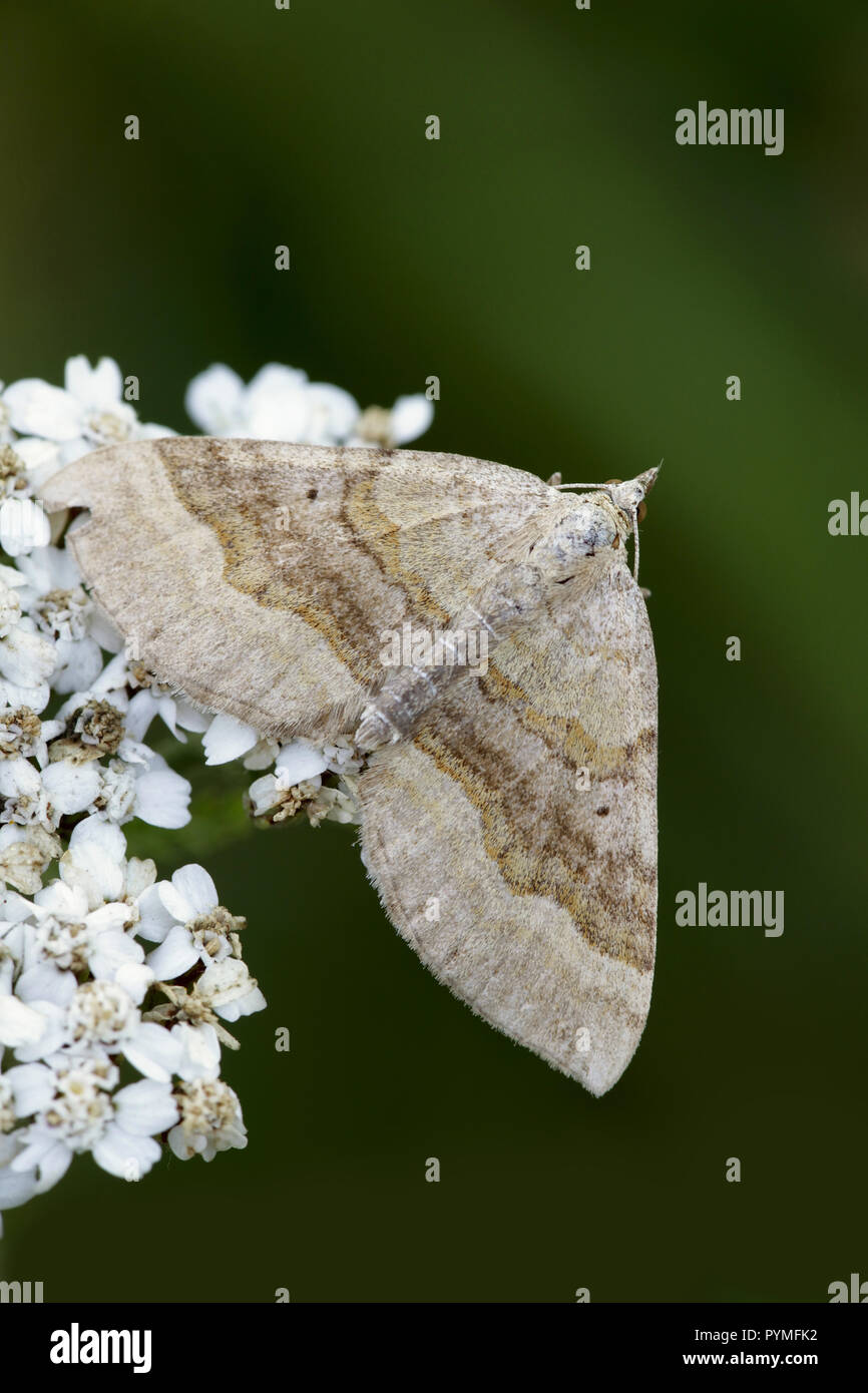 Shaded broad-bar moth, Scotopteryx chenopodiata Stock Photo - Alamy
