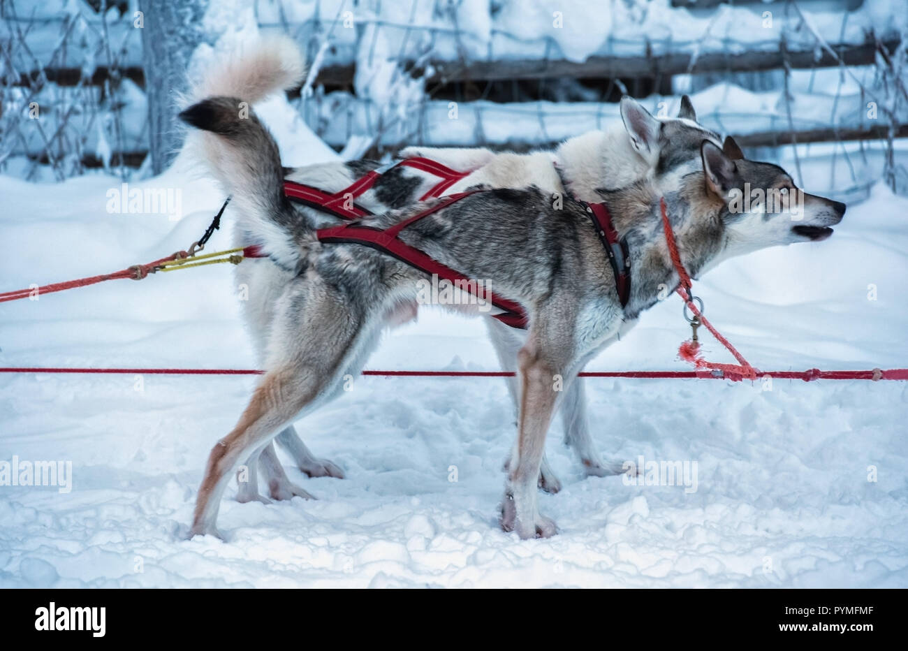 Command For Sled Dogs