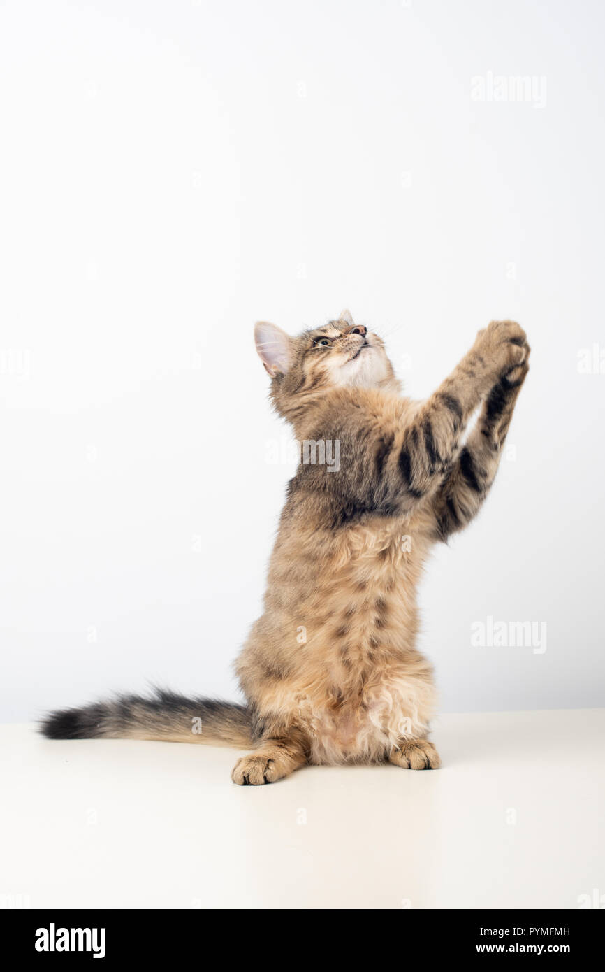 Little four month mixed breed kitten on white background playing Stock ...