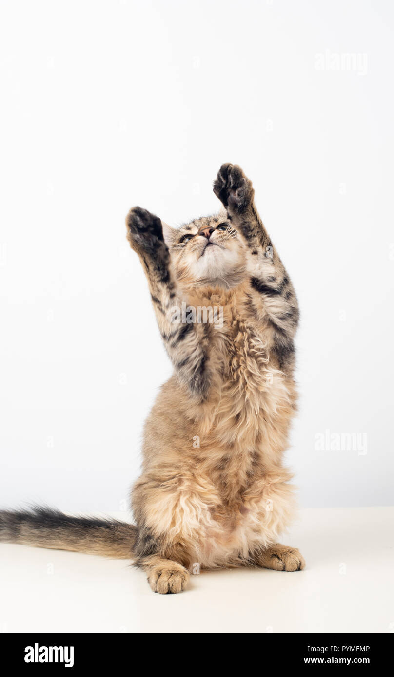 Little four month mixed breed kitten on white background playing Stock ...