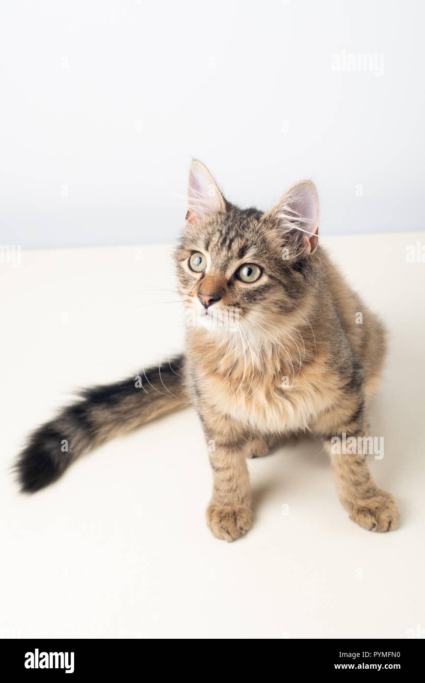 Little four month mixed breed kitten on white background Stock Photo ...