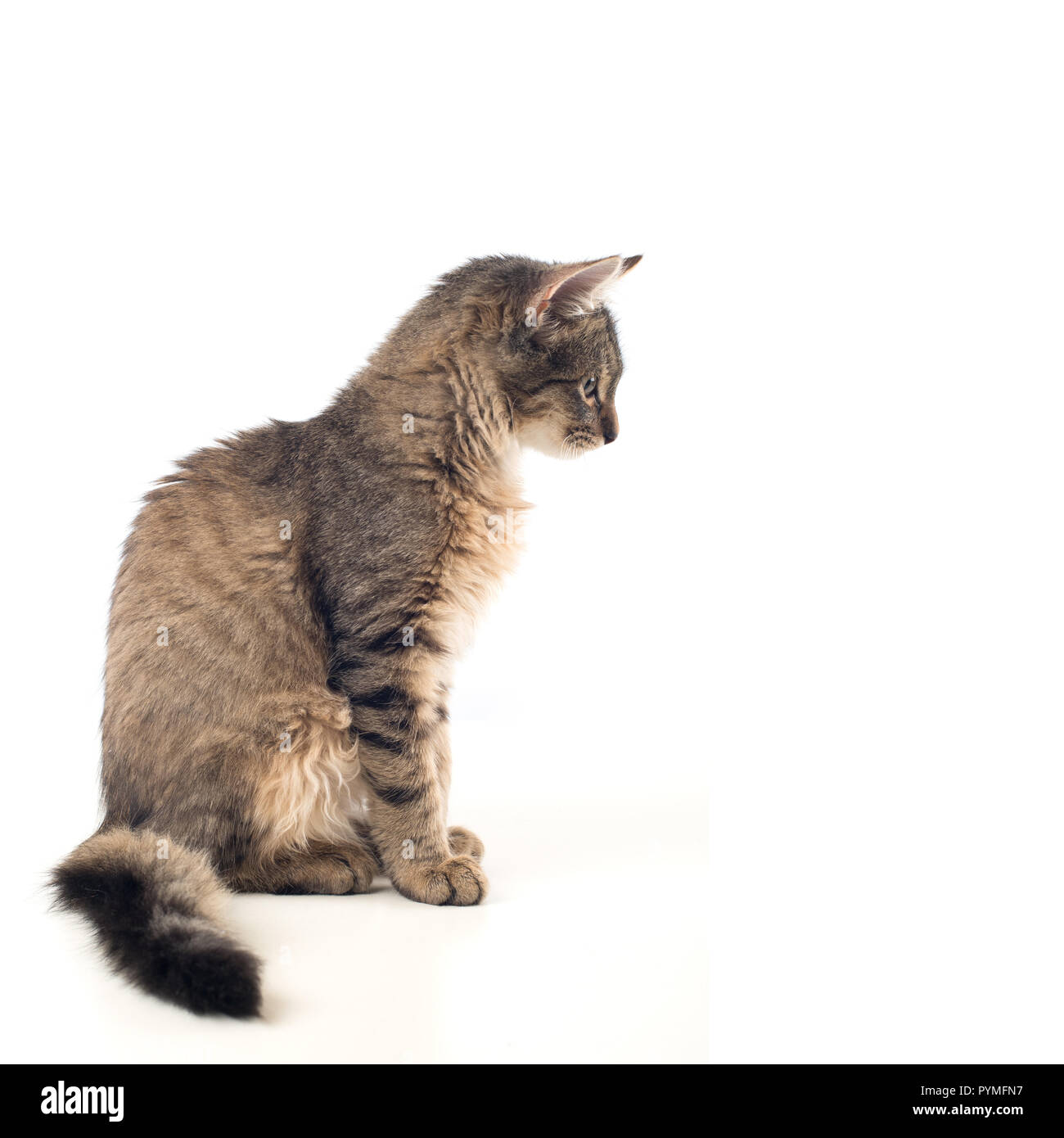Little four month mixed breed kitten on white background Stock Photo ...