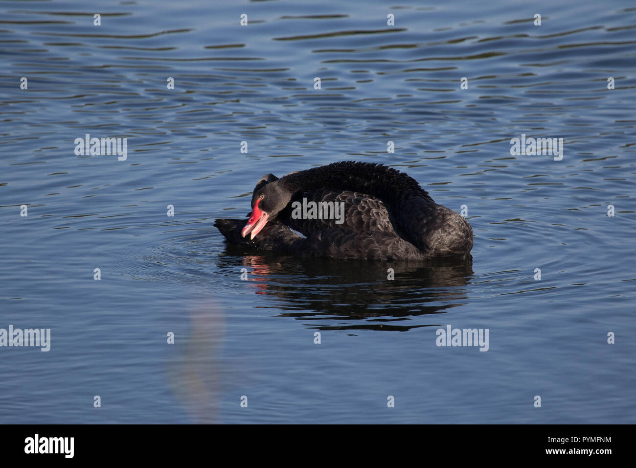 Full grown swan hi-res stock photography and images - Alamy