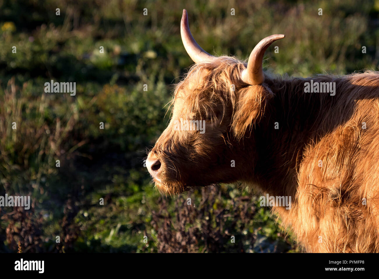 Color cow horns hi-res stock photography and images - Alamy