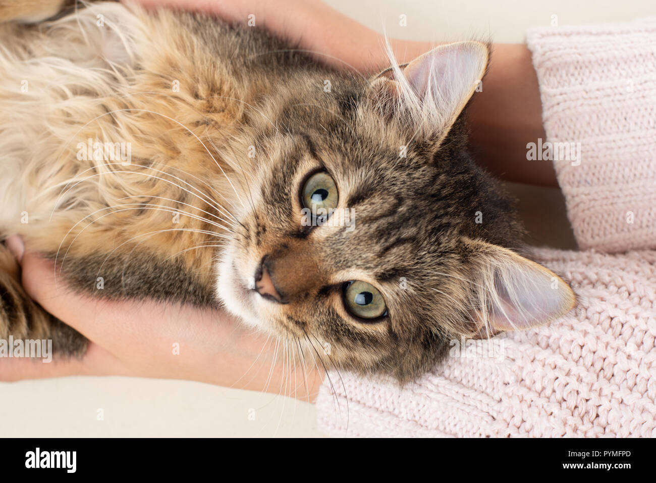 Little four month mixed breed kitten on white background Stock Photo ...