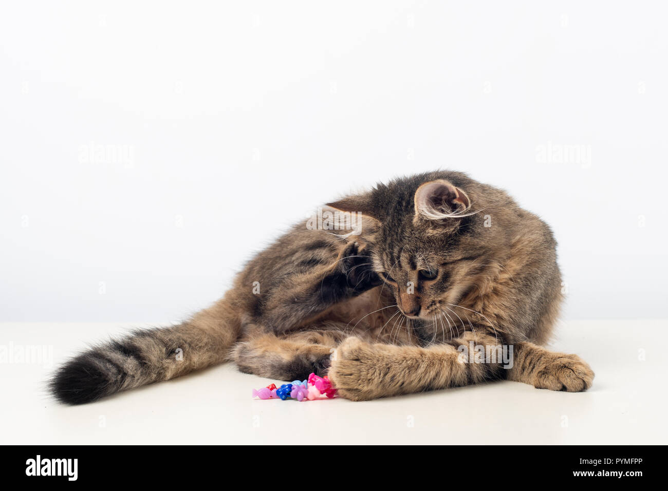 Little four month mixed breed kitten on white background Stock Photo ...