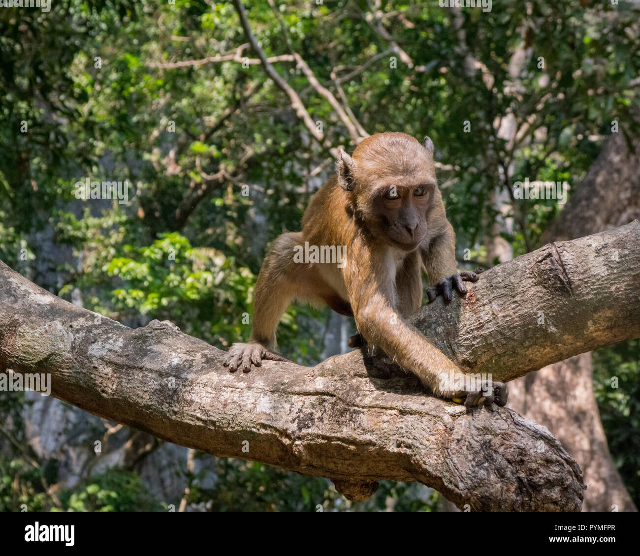 Monkey reaching for food in tree hi-res stock photography and images ...
