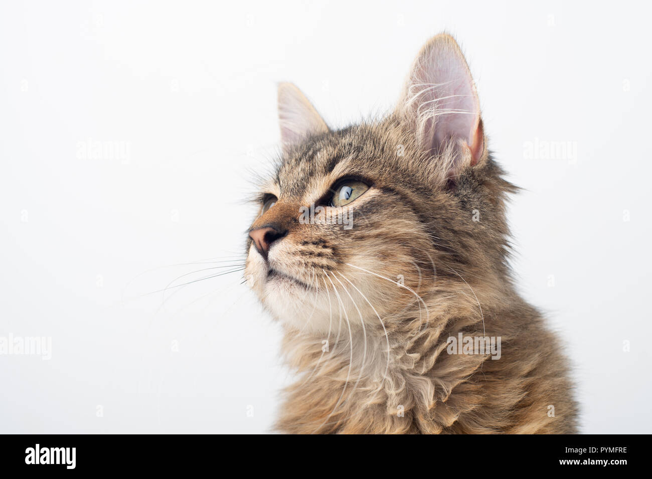 Little four month mixed breed kitten on white background Stock Photo ...
