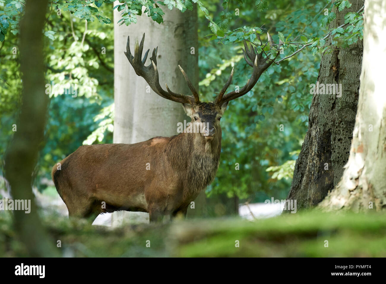 Red deer in its natural habitat in Denmark Stock Photo - Alamy