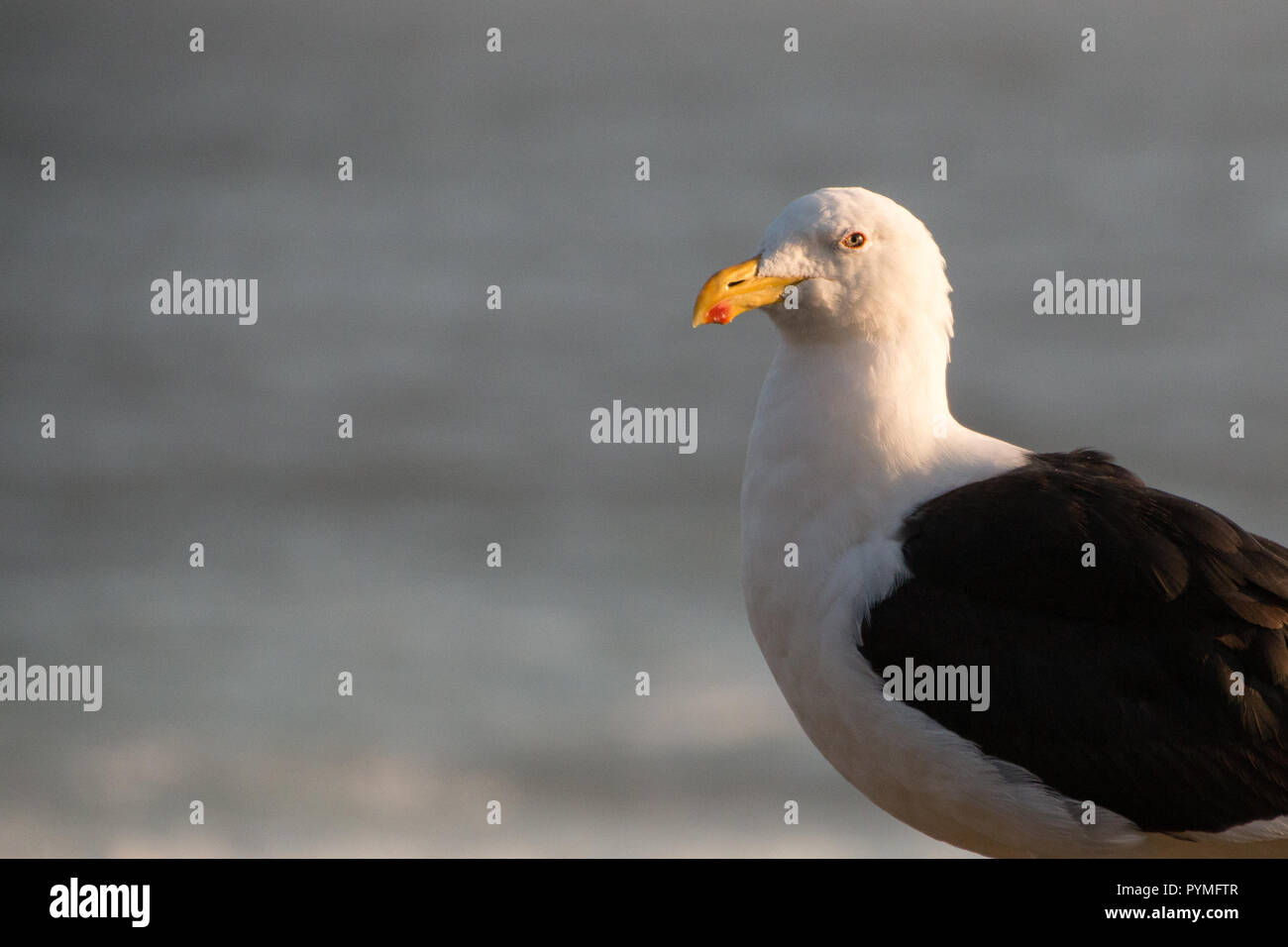 Side view of bird hi-res stock photography and images - Alamy