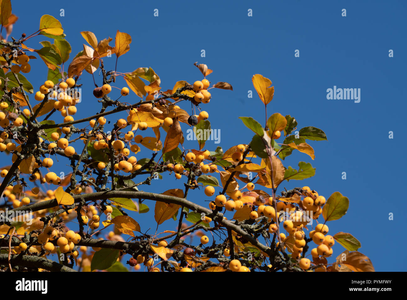 Little apples hi-res stock photography and images - Alamy