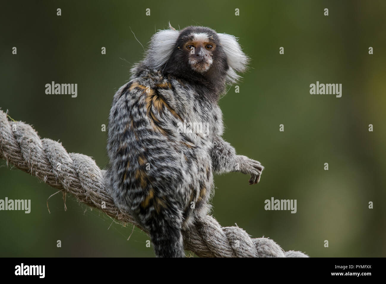 Marmosets hi-res stock photography and images - Alamy