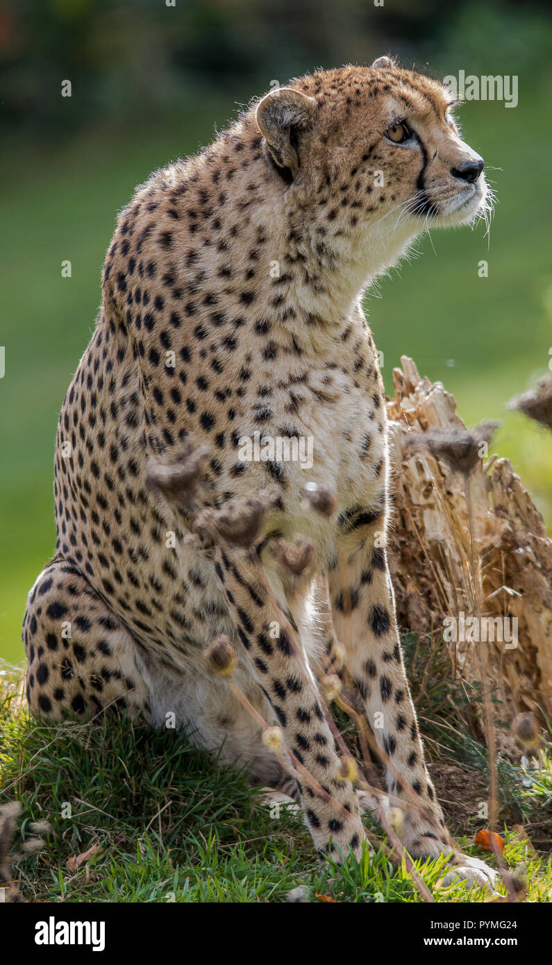 Cheetah Body Sitting