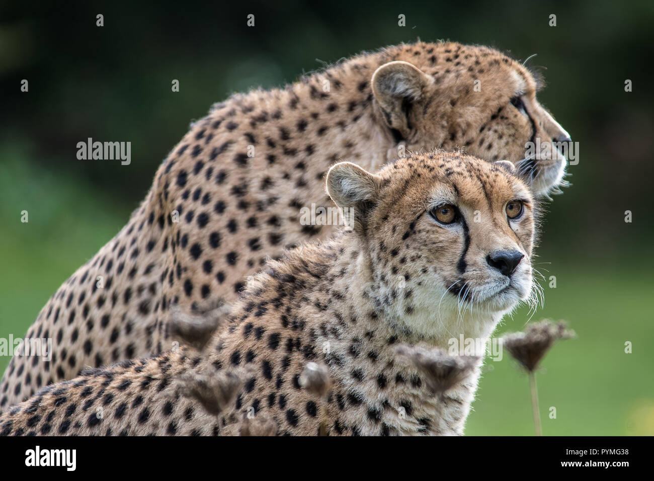 Cheetah sitting down Stock Photo - Alamy