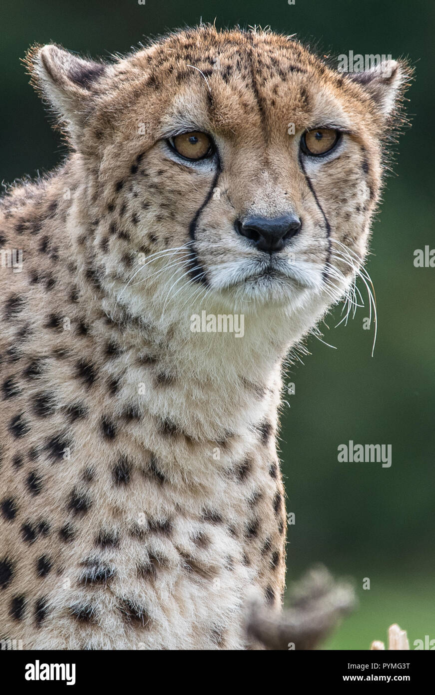 Cheetah sitting down Stock Photo - Alamy