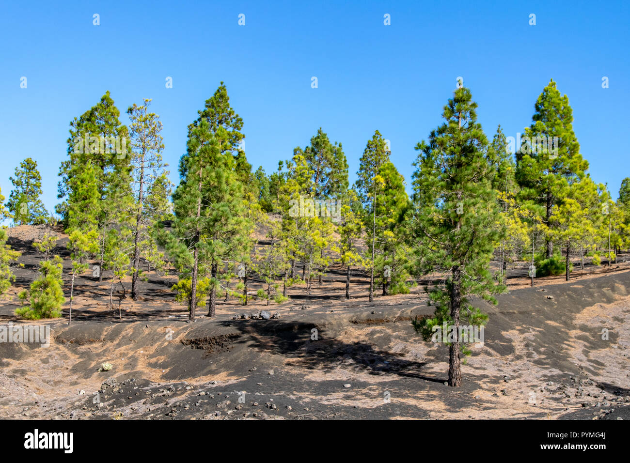 Canary Island Pine (Pinus canariensis) growing in volcanic lava soil ...