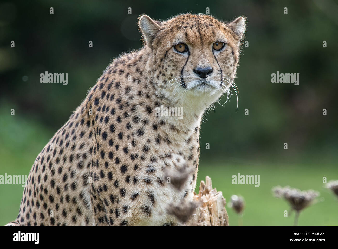 Cheetah sitting down Stock Photo - Alamy