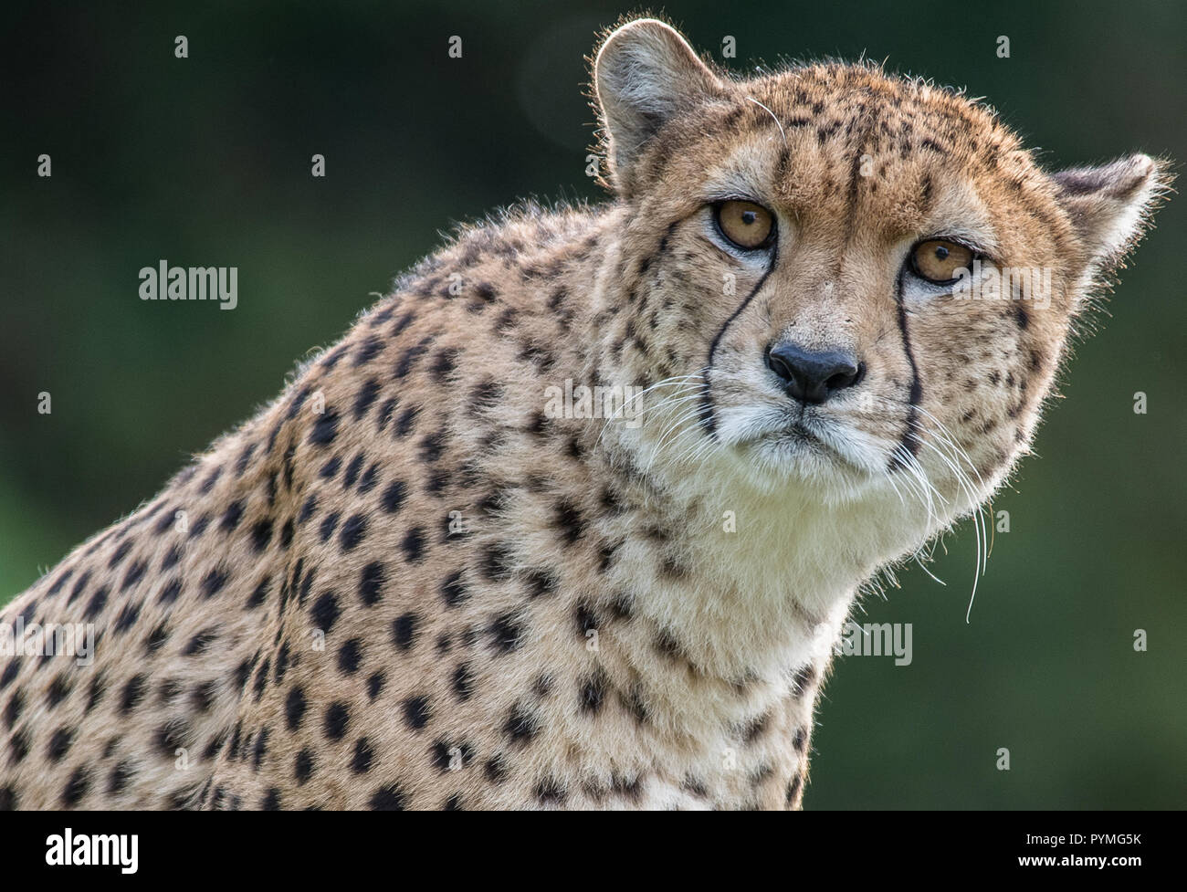 Cheetah sitting down Stock Photo - Alamy