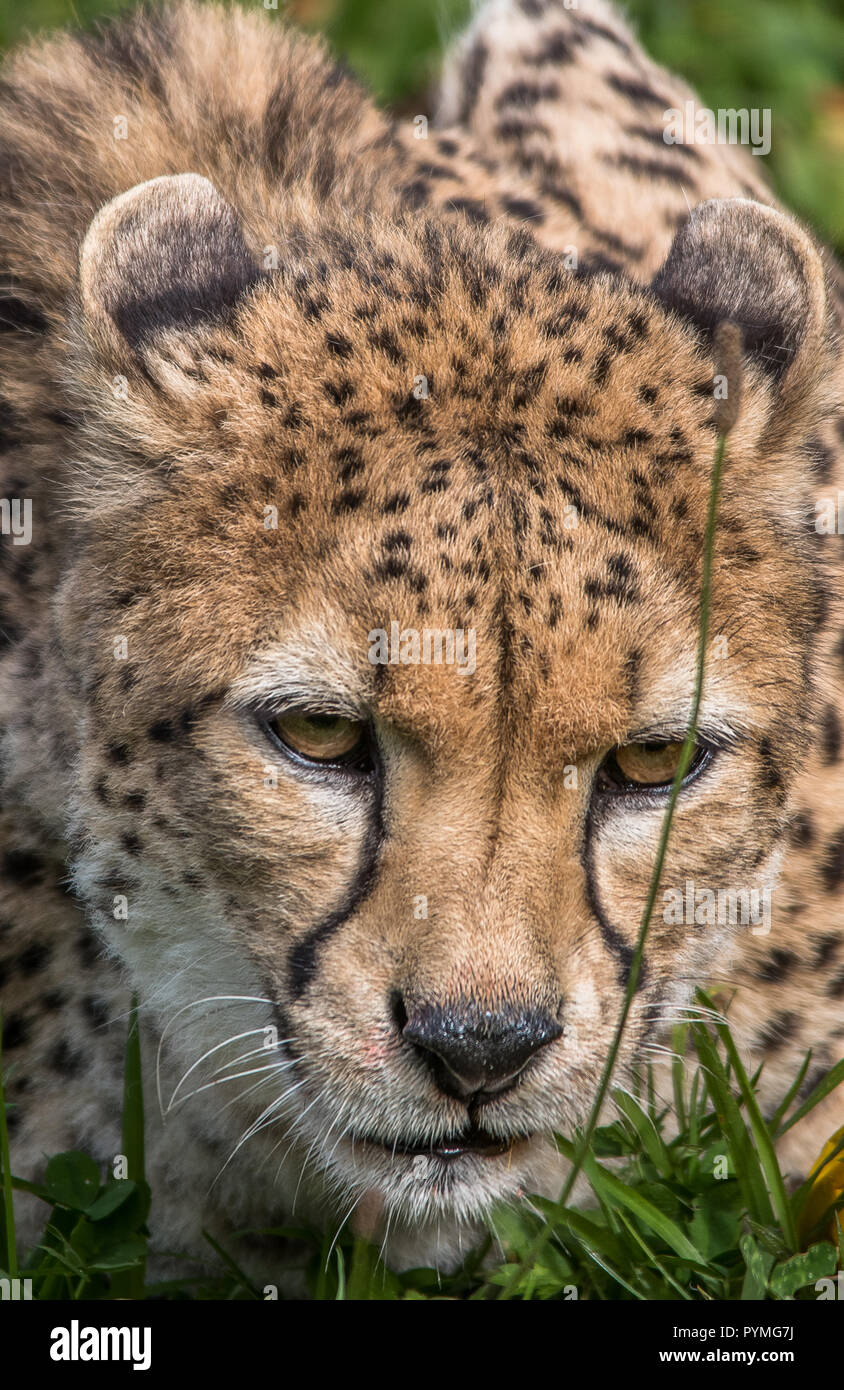 Cheetah sitting down Stock Photo - Alamy