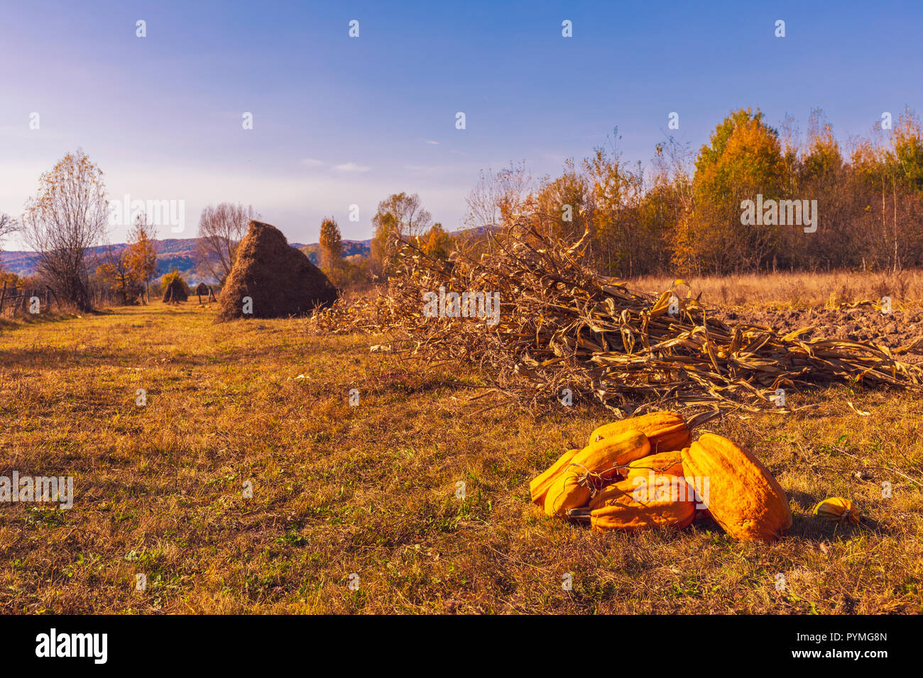 Pumpkins on a field at a farm in the country Stock Photo - Alamy