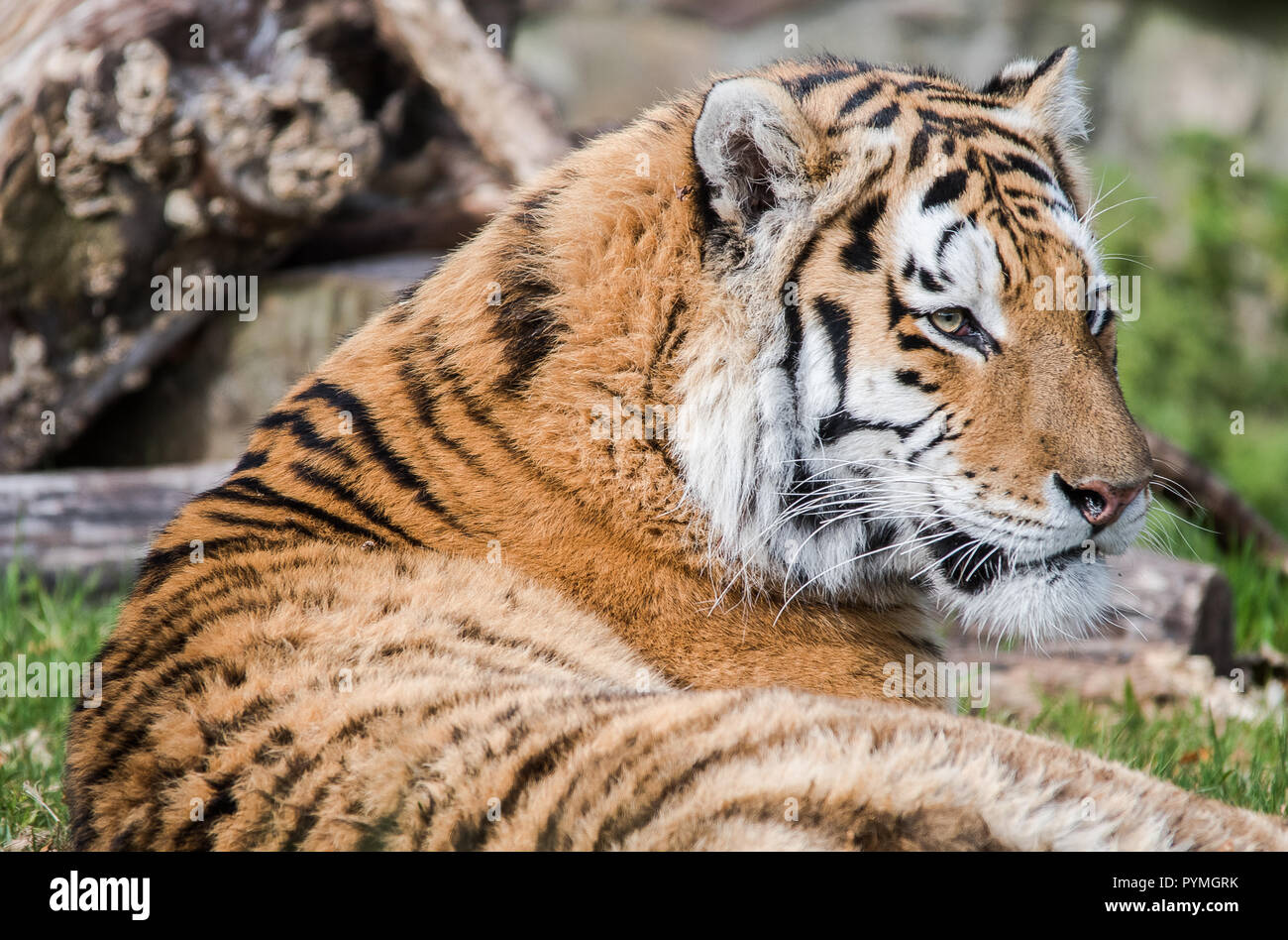 Tiger walking around and sitting Stock Photo - Alamy
