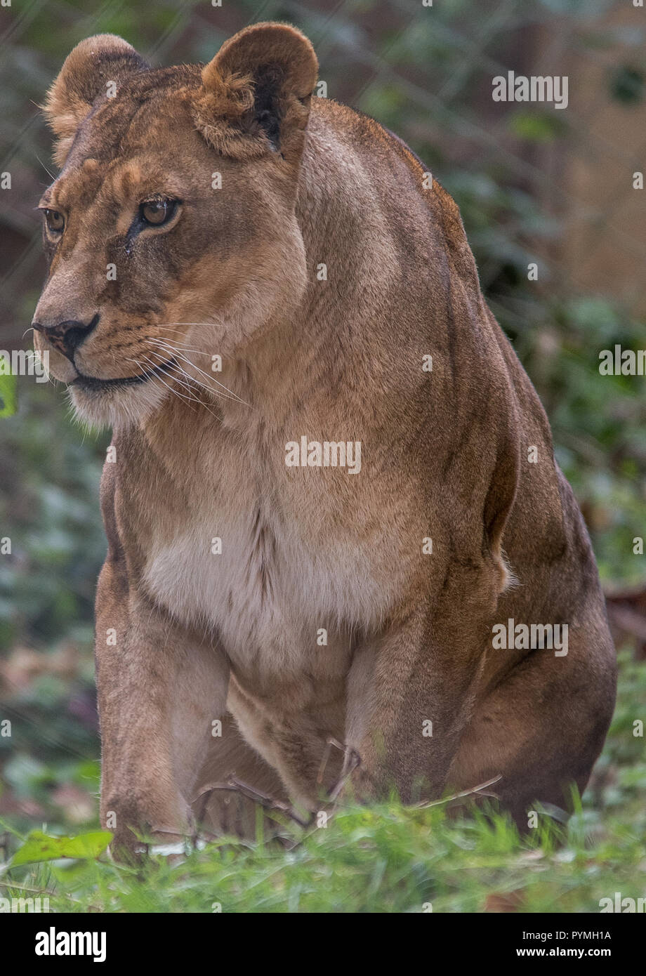 Lion sitting and walking around Stock Photo - Alamy