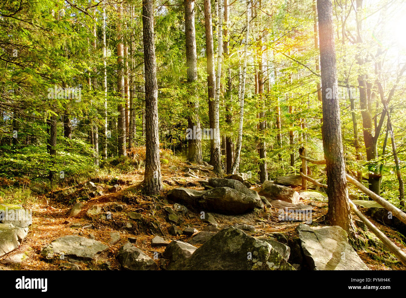 Forest with sunlight Stock Photo - Alamy