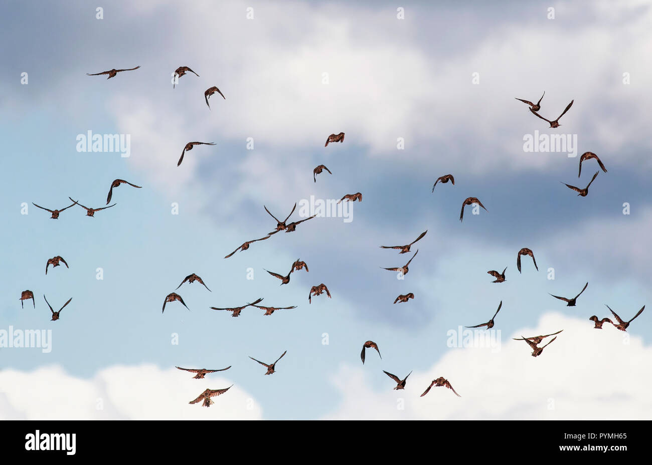 Flock of black birds hi-res stock photography and images - Alamy