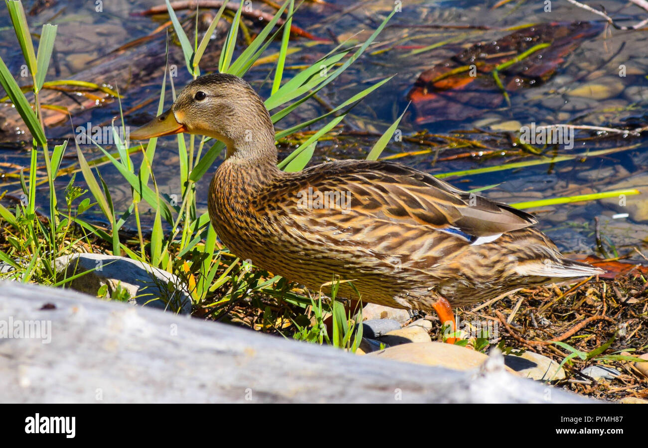 Misc duck hi-res stock photography and images - Alamy