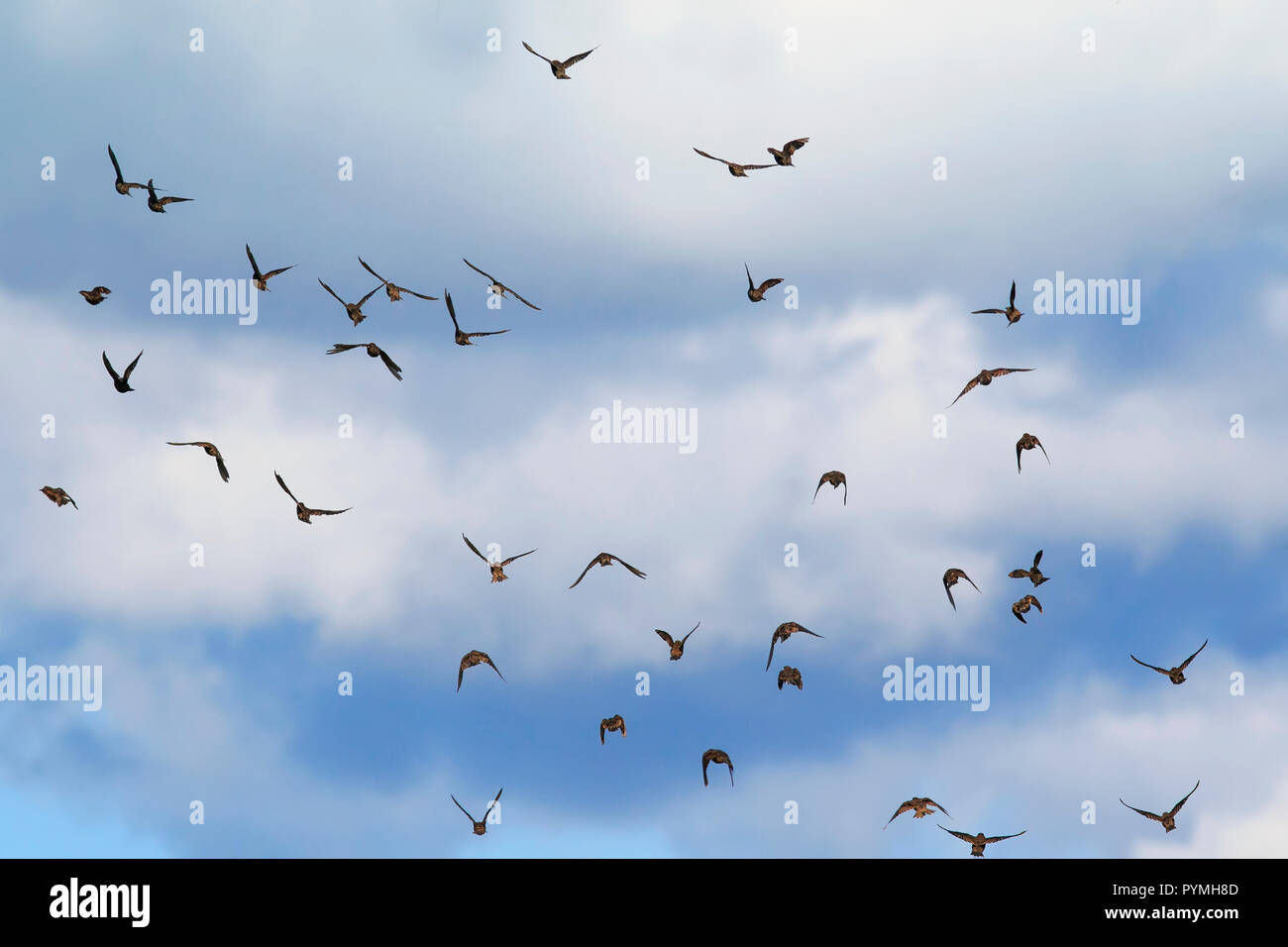 a large flock of black birds migrating starlings flies on blue sky ...