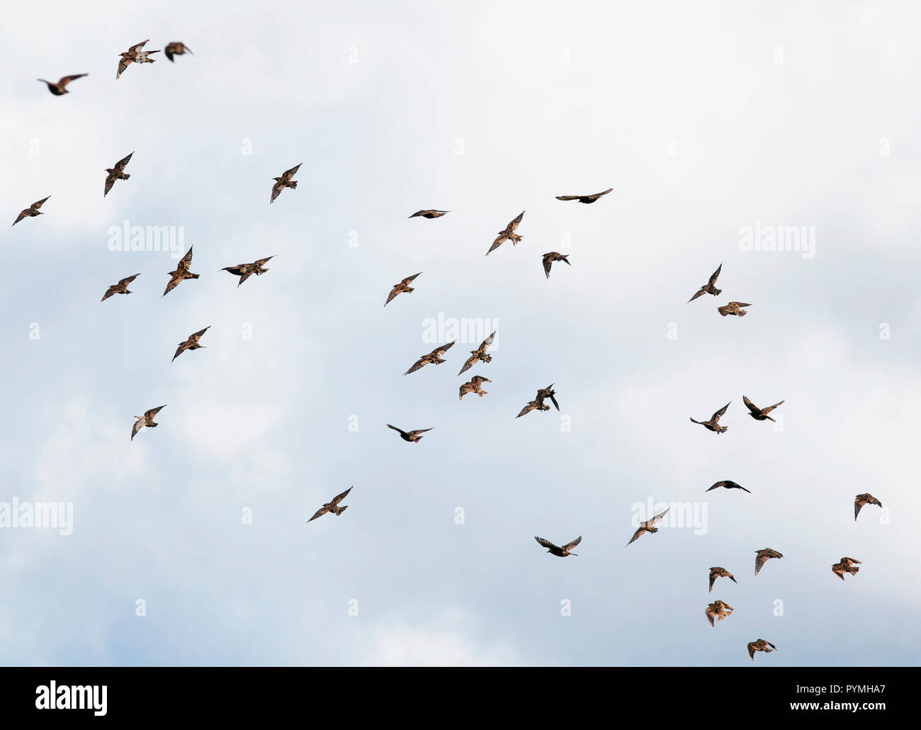 natural background with a large flock of black birds migrating ...