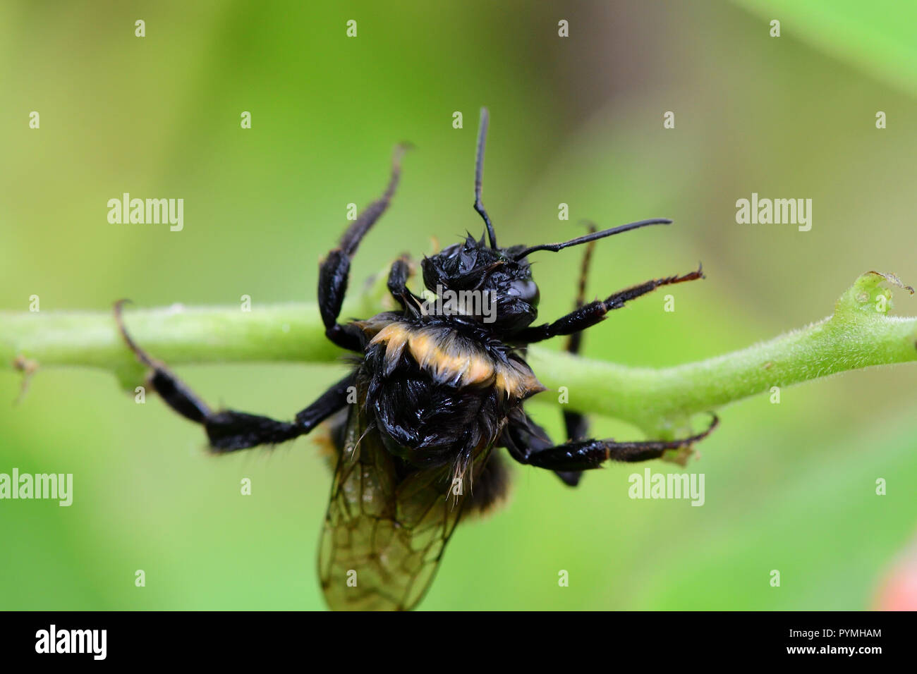 Climbing Plants In A Garden High Resolution Stock Photography and ...