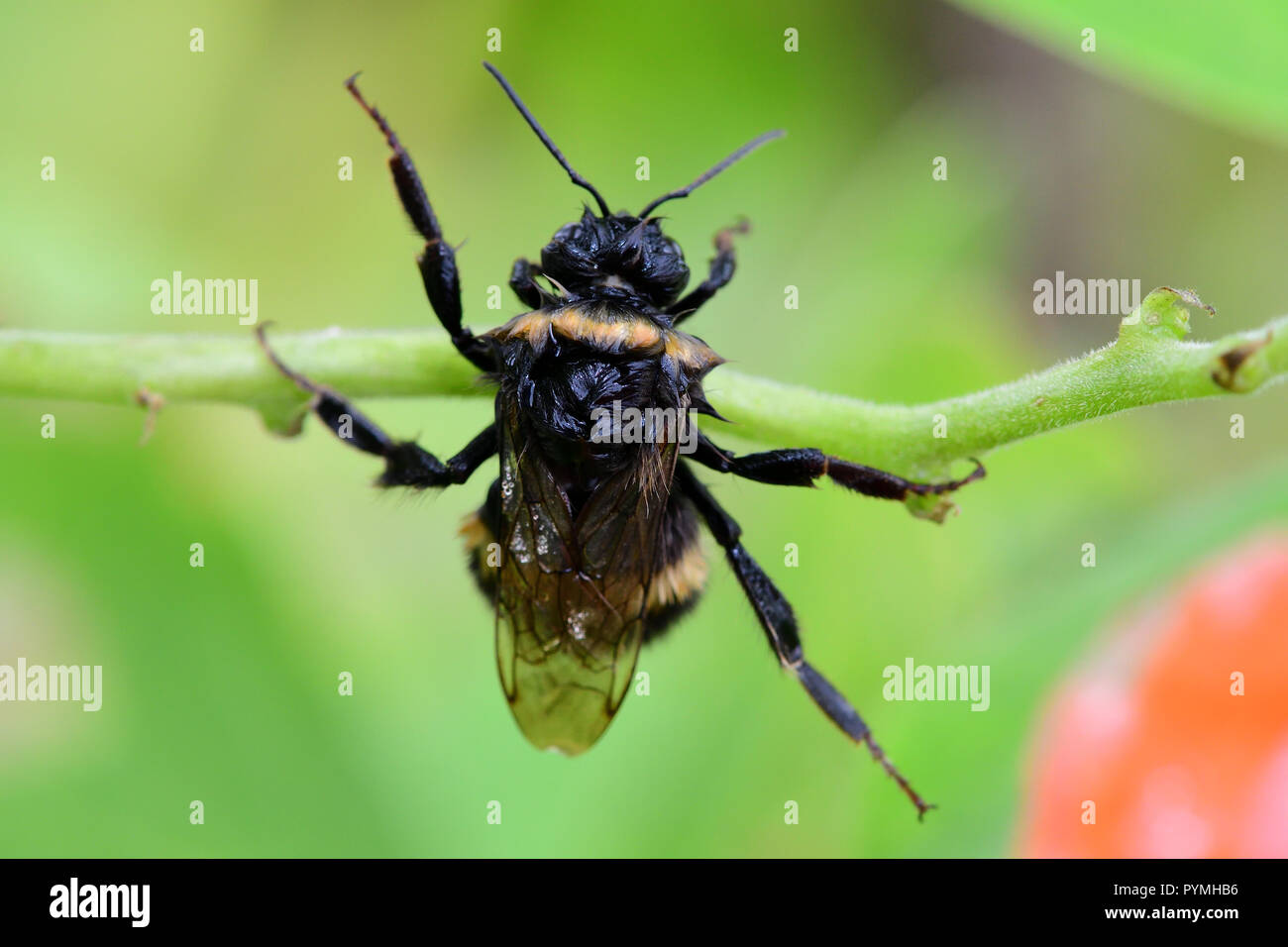 Macro shot of a wet bumble bee climbing on a runner bean pod Stock ...