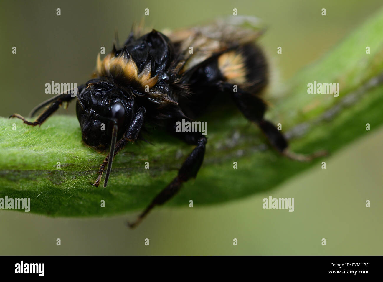 Macro shot of a wet bumble bee climbing on a runner bean pod Stock ...