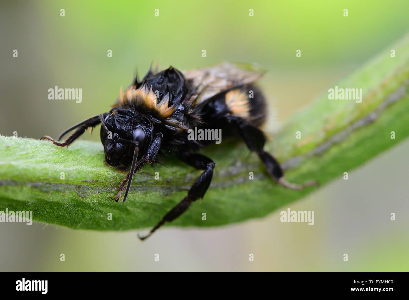Climbing Plants In A Garden High Resolution Stock Photography and ...