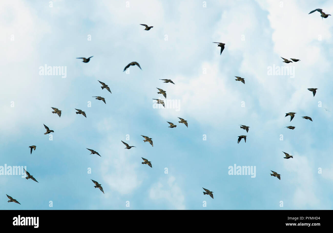 large flock of black birds migrating starlings flies on blue sky ...