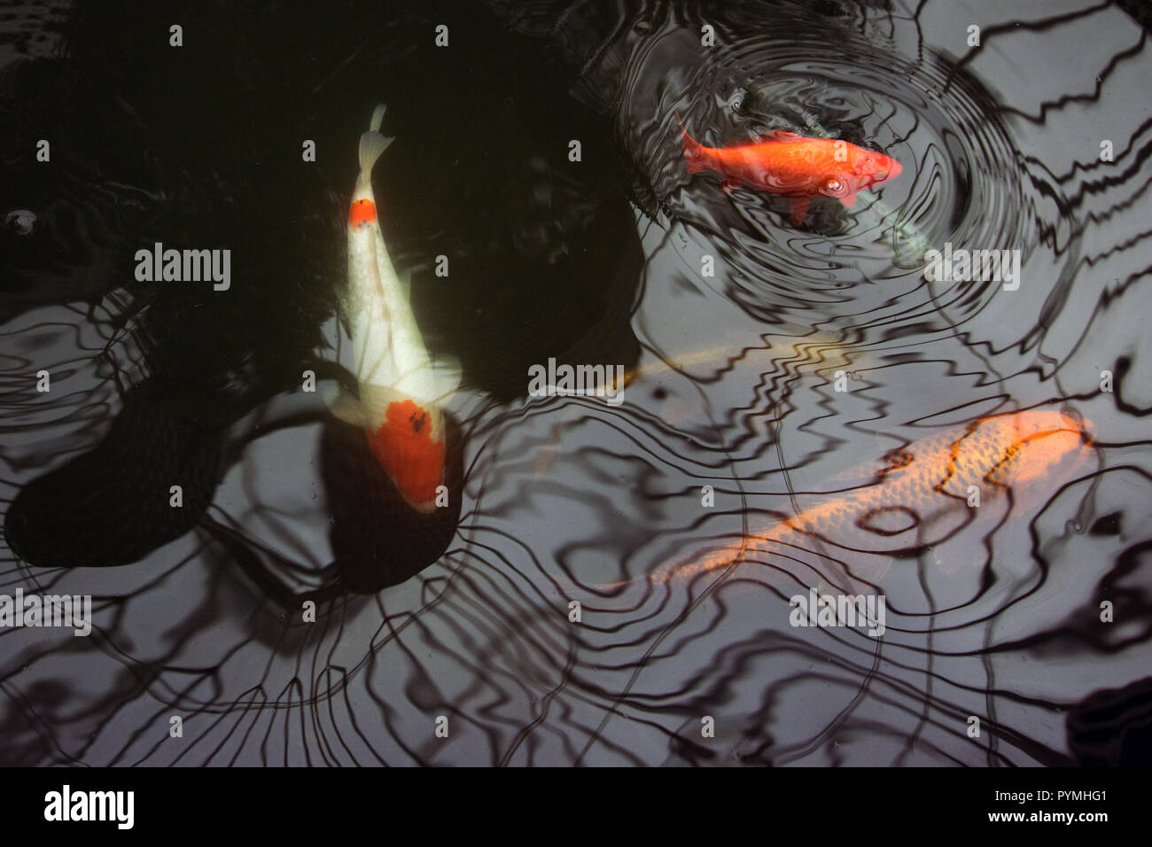 Goldfish swimming around in a pond, Botanic Gardens, Glasgow, Scotland ...