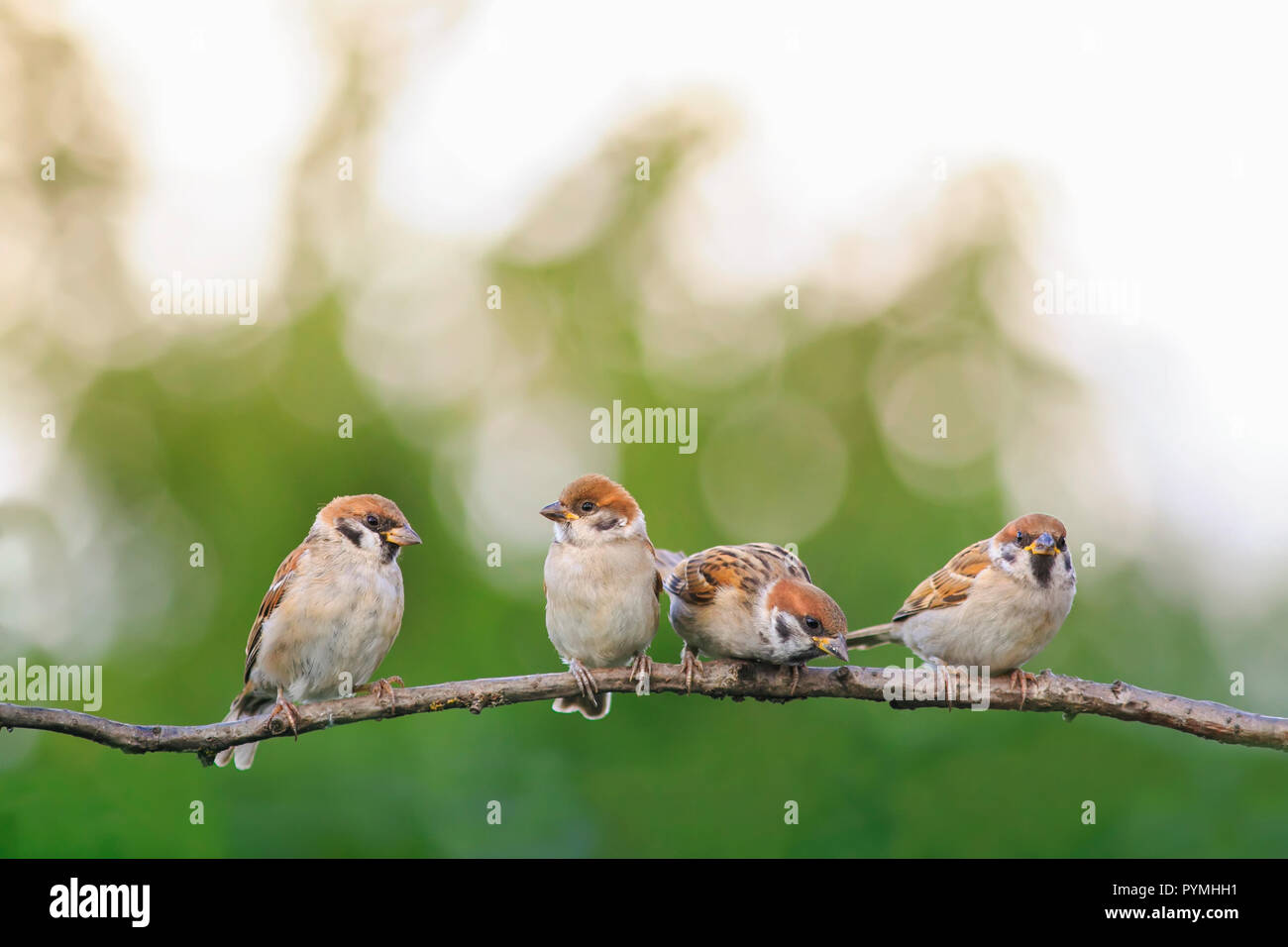 Sparrows birds hi-res stock photography and images - Alamy