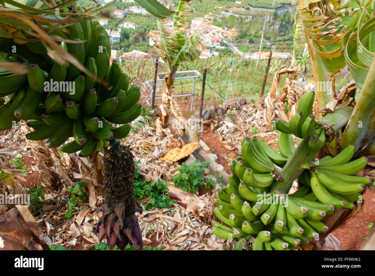 Closeup of bananas on the trees in Madeira Stock Photo - Alamy
