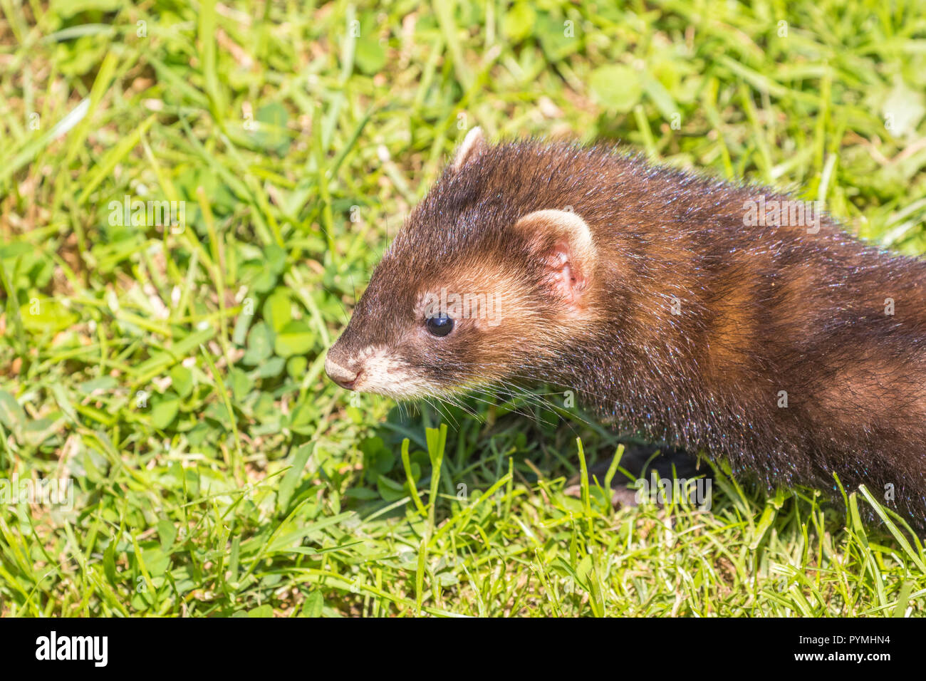 Striped polecat hi-res stock photography and images - Alamy