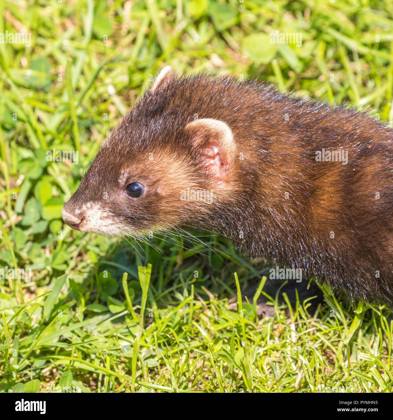 Black polecat uk hi-res stock photography and images - Alamy