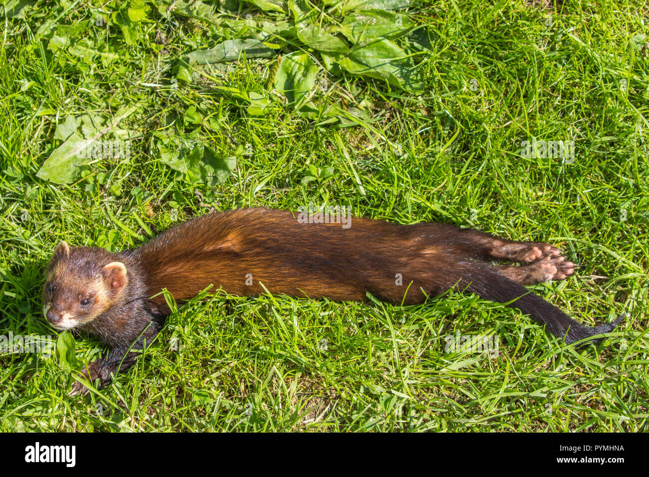 Striped polecat hi-res stock photography and images - Alamy
