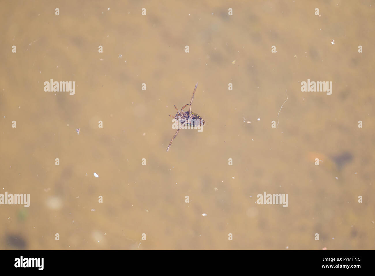 Notonectidae. Backswimmer in water Stock Photo - Alamy